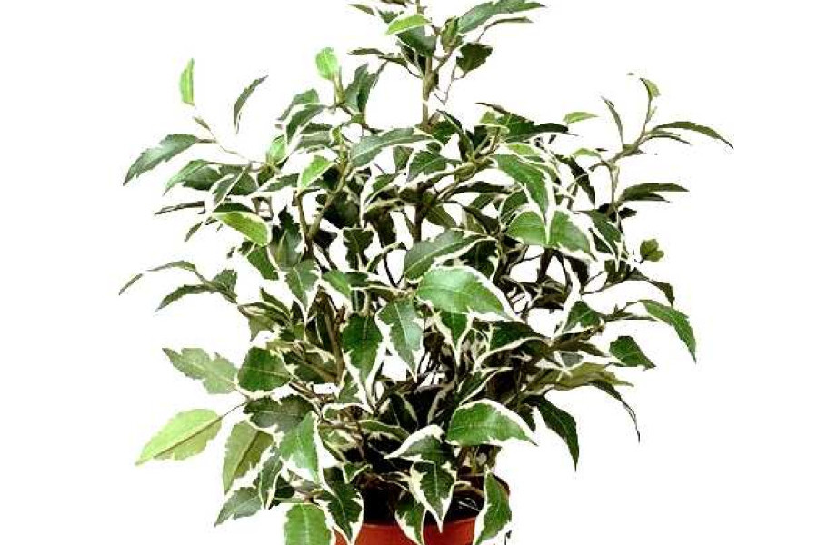 Ficus benjamina natasja |Ficus benjamina natasja: особенности ...