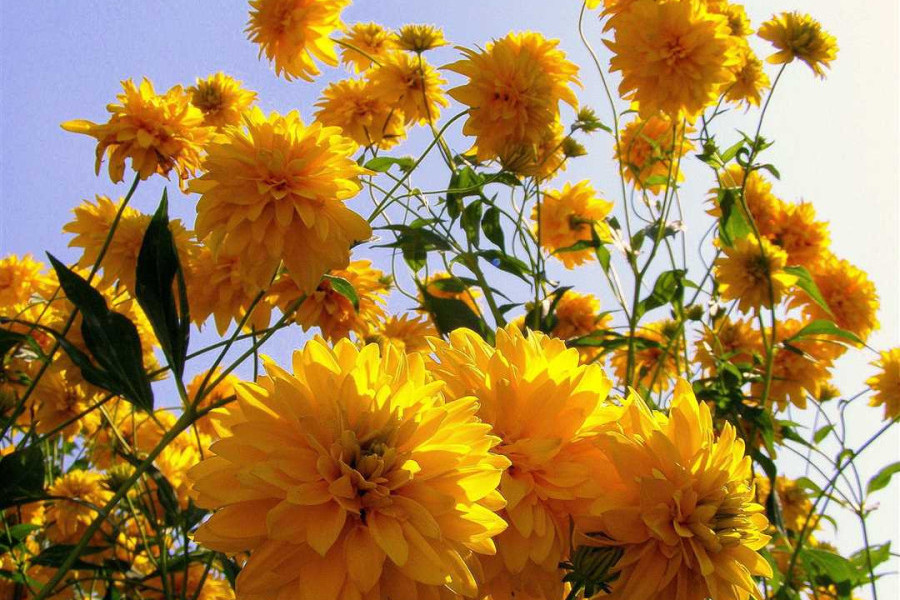 Золотые шары цветы фото |Золотые шары цветы фото - самые прекрасные ...